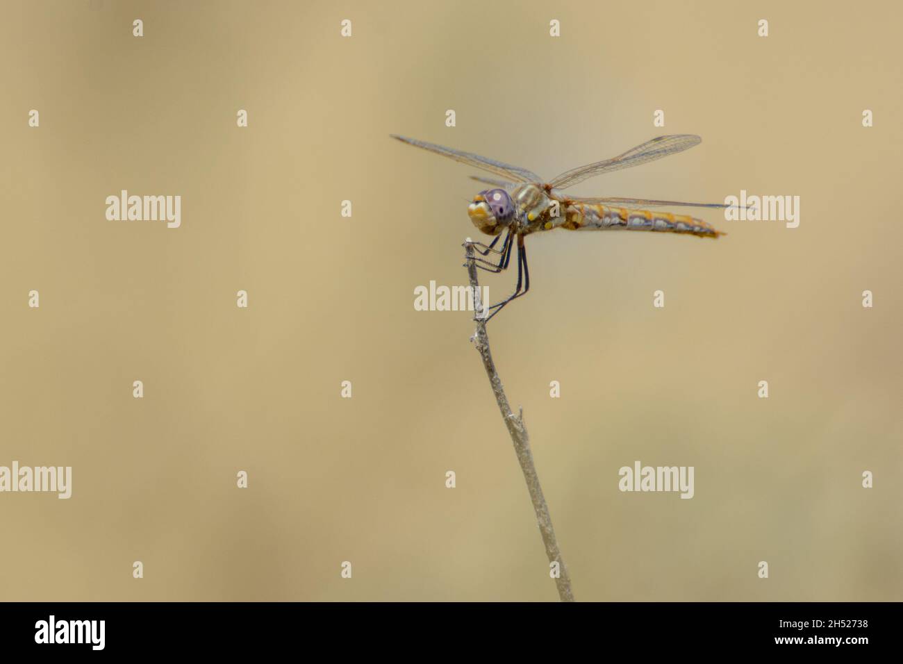 Dead stick hi-res stock photography and images - Alamy