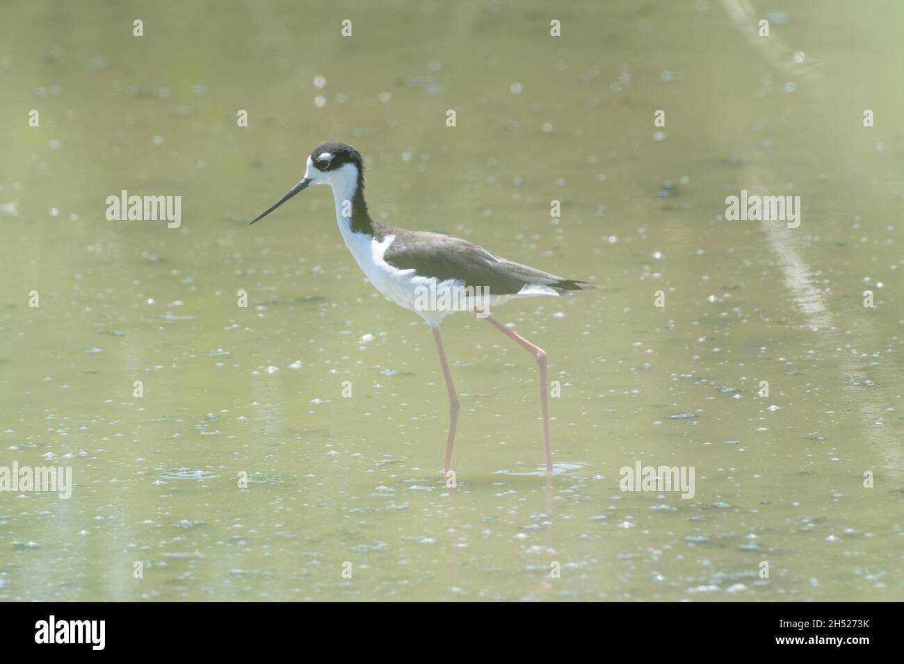 Black necked stilt shorebird wading in the water Stock Photo - Alamy