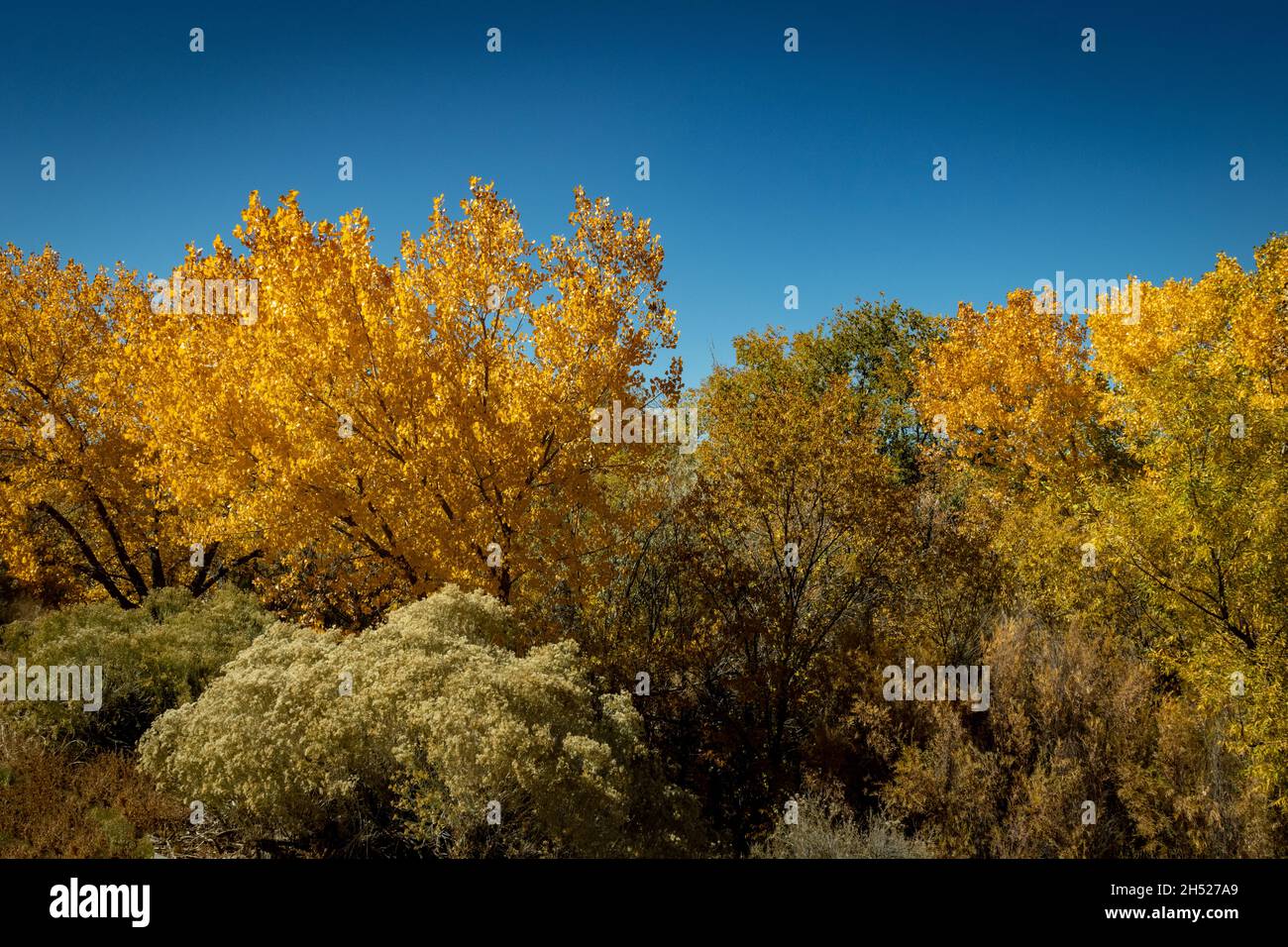 A treeline in autumn exhibits intense colors Stock Photo - Alamy