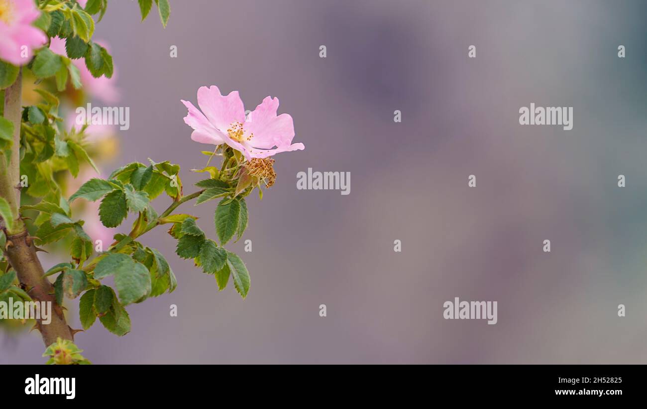 Rosehip flowers hi-res stock photography and images - Alamy