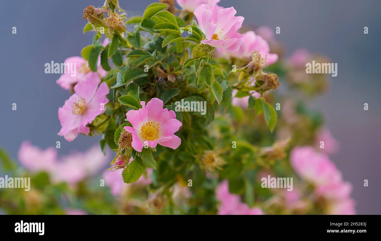 Rosehip flowers hi-res stock photography and images - Alamy