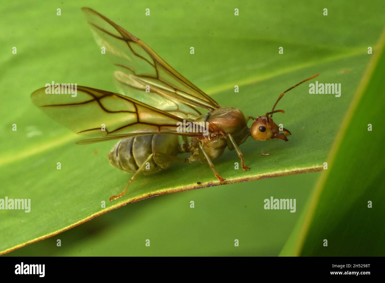 Asian weaver ant queen. Oecophylla smaragdina Stock Photo - Alamy