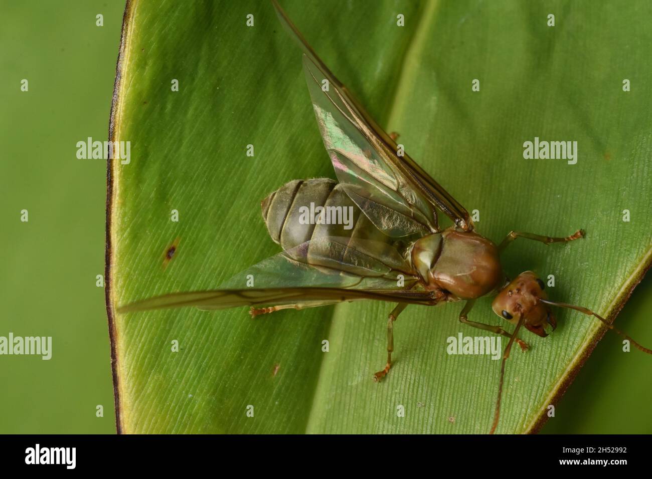 Close up photo of weaver ant queen hi-res stock photography and images ...