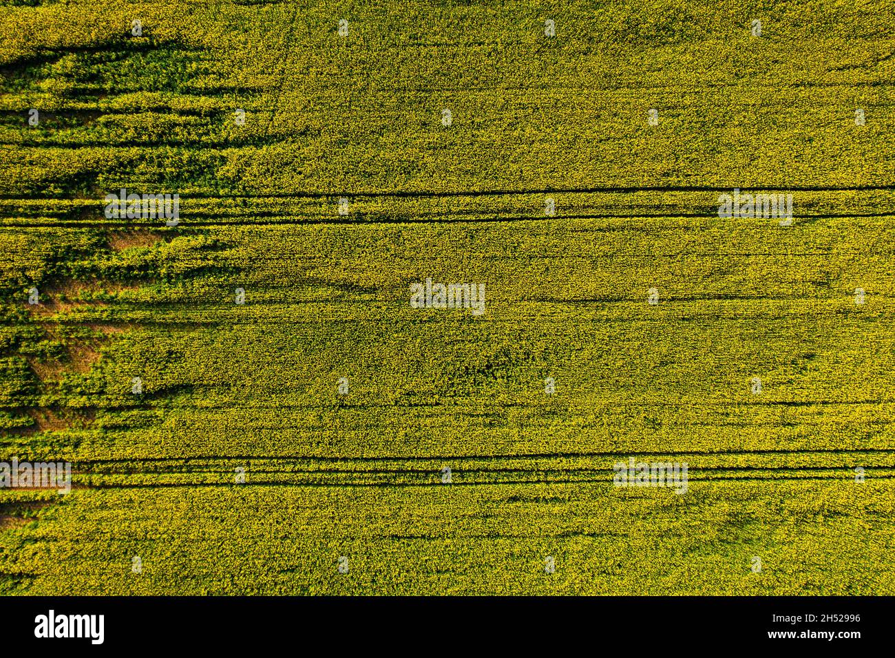 Aerial drone top view of yellow blooming field of rapeseed. Yellow ...