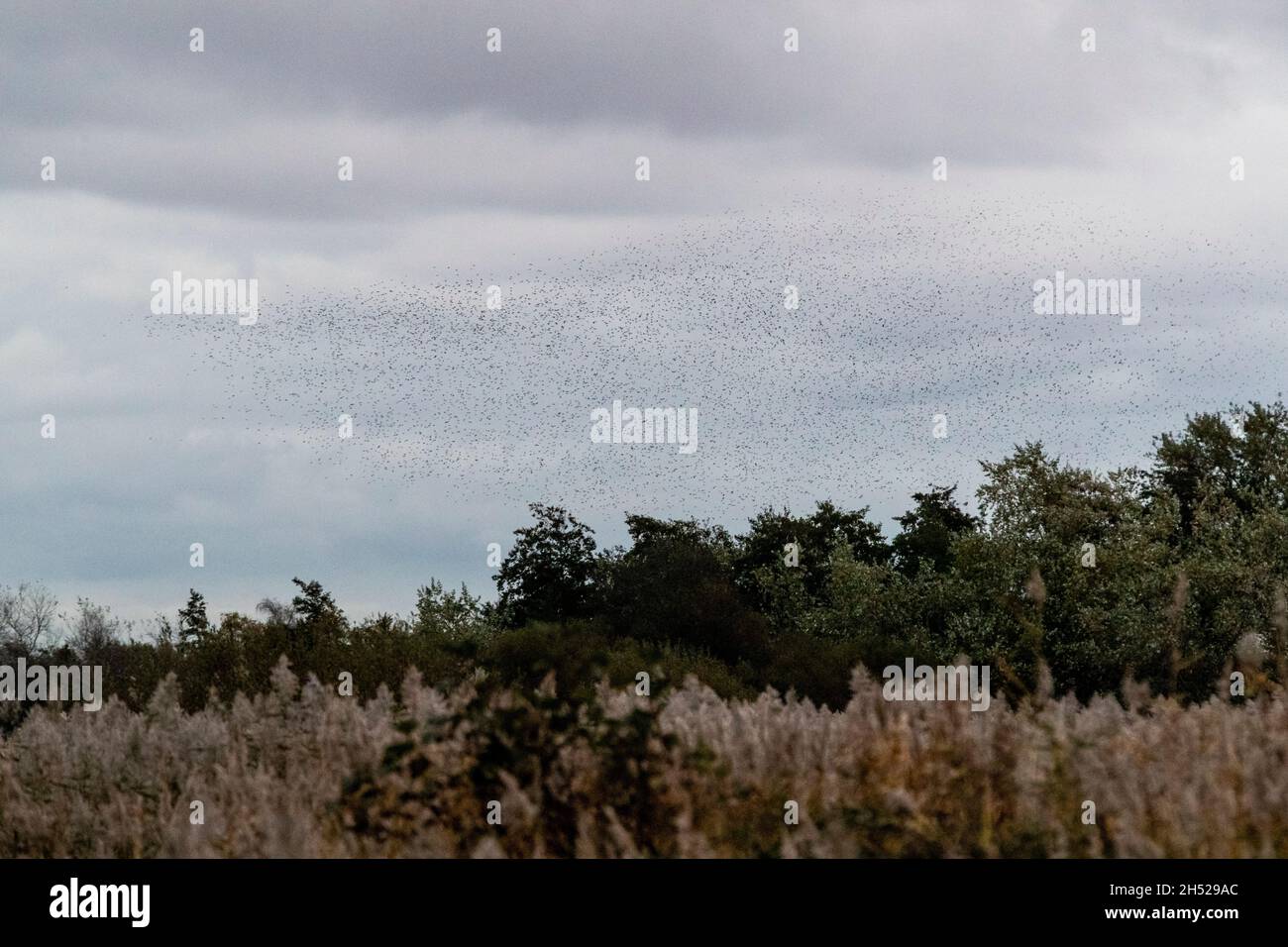 Starlings mass at RSPB Newport Wetlands. Each winter large numbers ...
