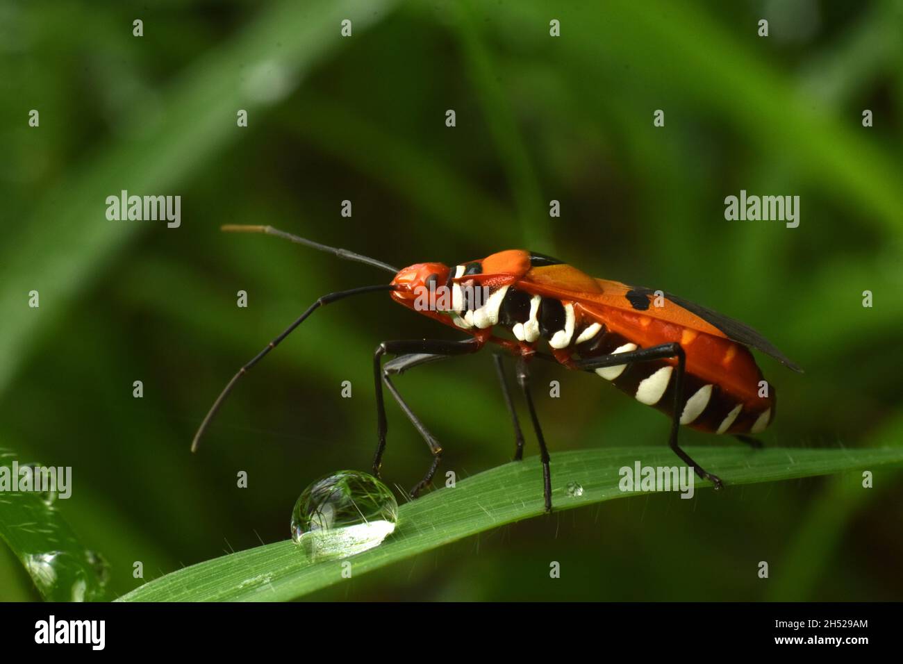 Cotton stainer bug touching water droplet on green grass. Dysdercus ...