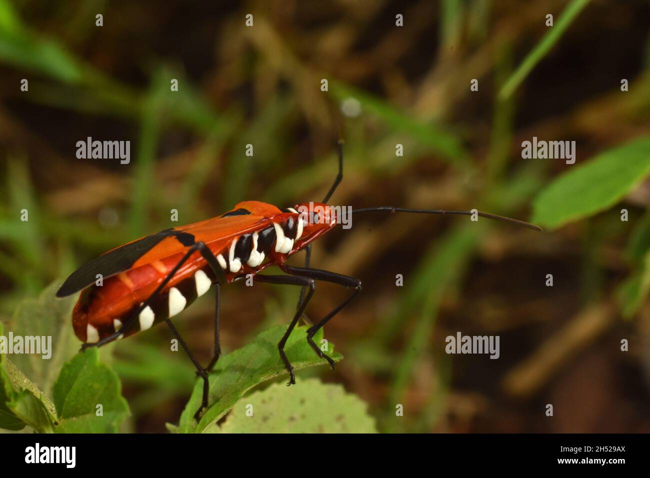 Cotton stainer bug behaviour hi-res stock photography and images - Alamy
