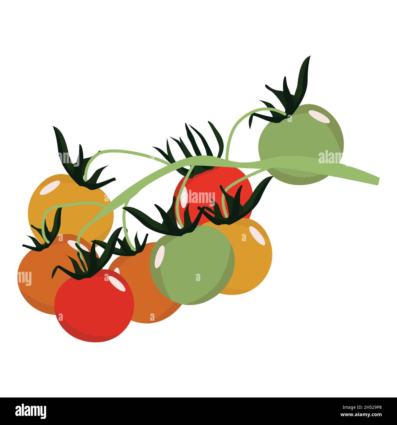 Tomato vine on branch Stock Vector Images - Alamy