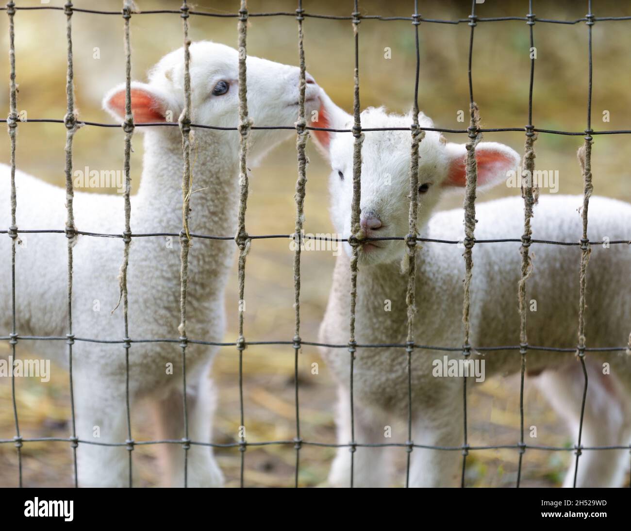 Lambs standing inside sheep barn. Santa Clara County, California, USA ...