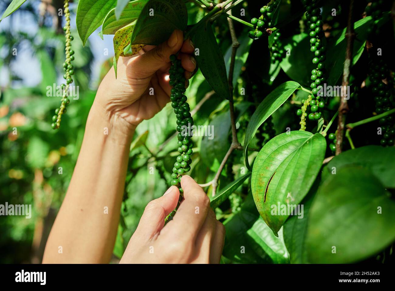 human hand picking peppers in the garden Stock Photo - Alamy