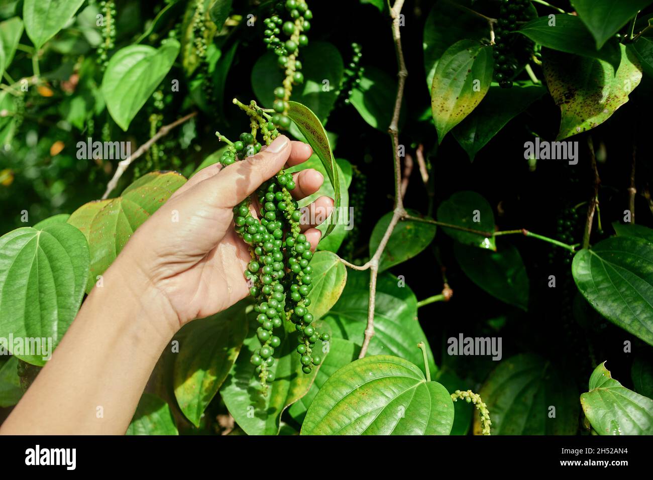 human hand picking peppers in the garden Stock Photo - Alamy