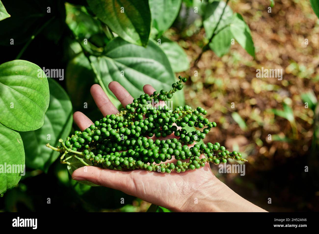 human hand picking peppers in the garden Stock Photo - Alamy