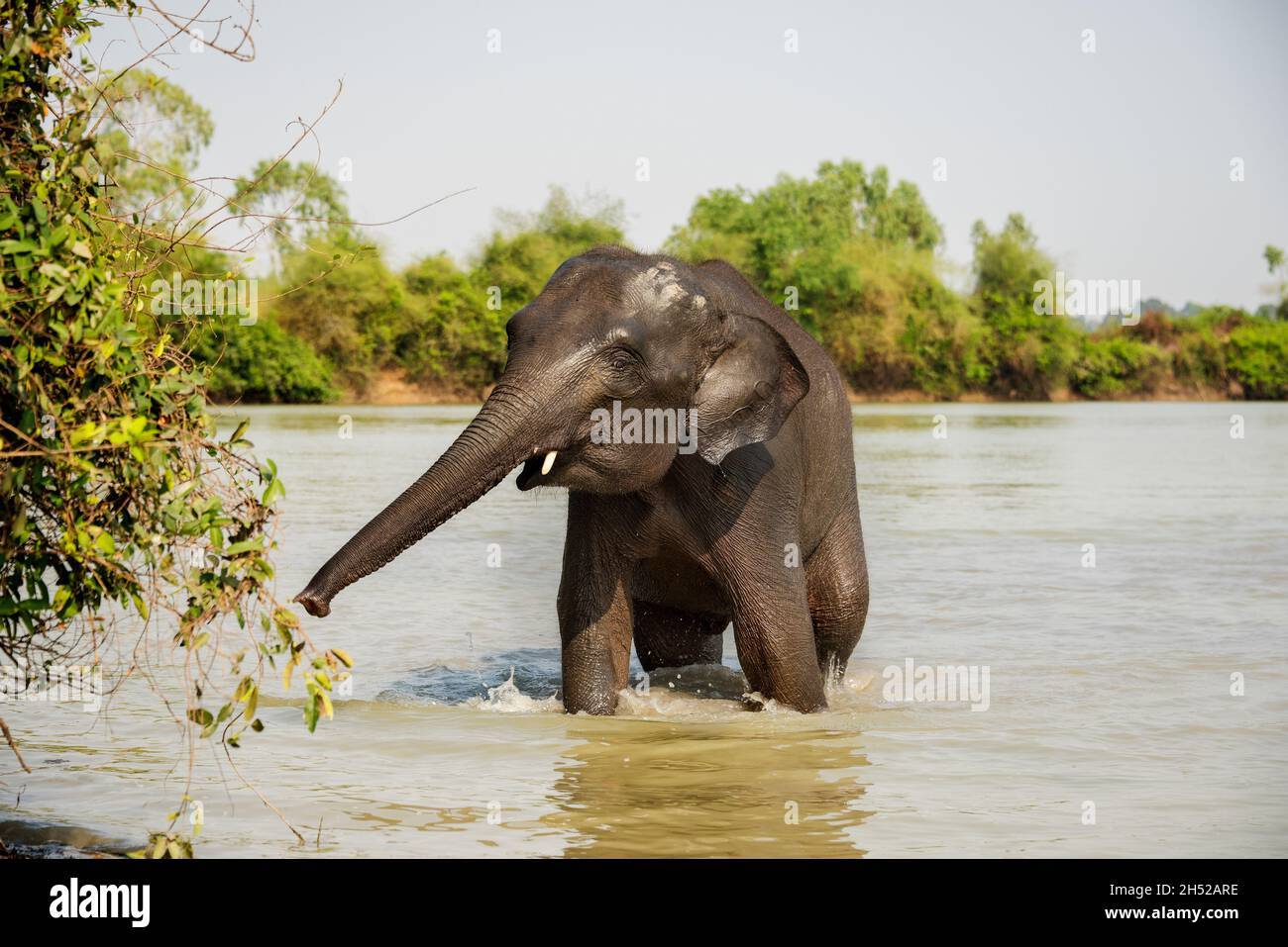 Young Elephant Playing Water with Another in the River Stock Photo - Alamy