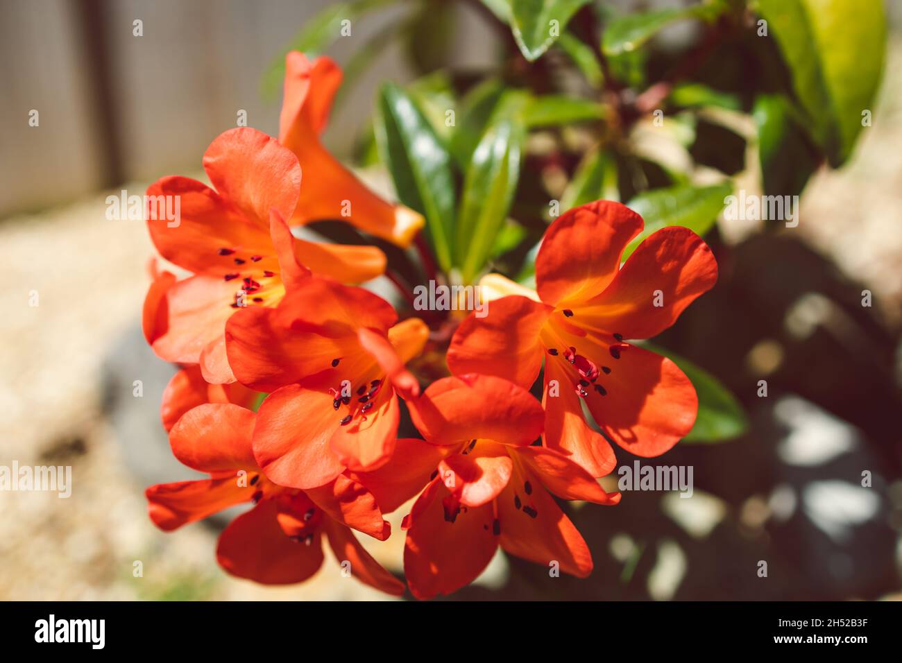 close-up of orange vireya rhododendron plant with coral flowers outdoor ...