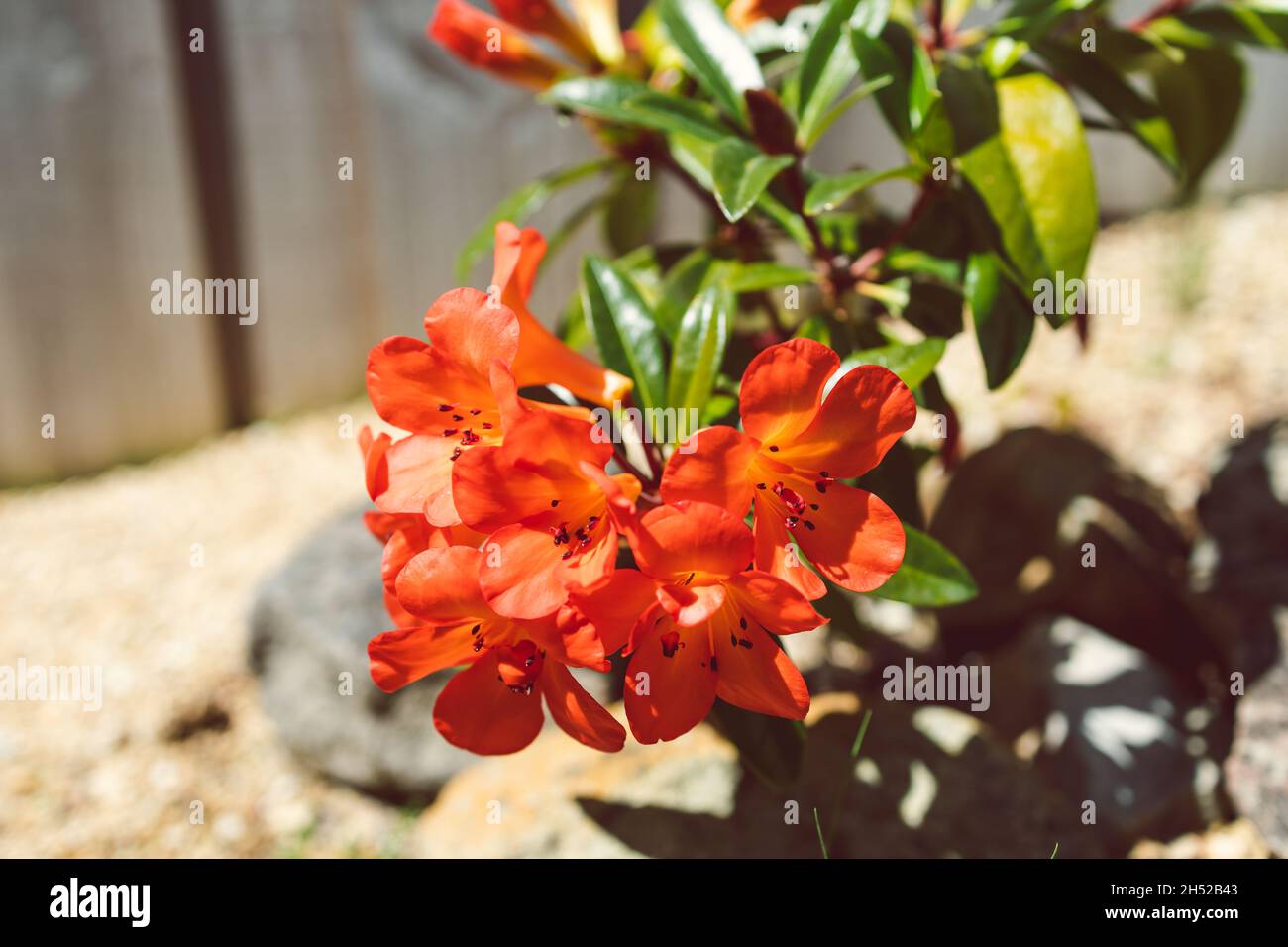 close-up of orange vireya rhododendron plant with coral flowers outdoor ...
