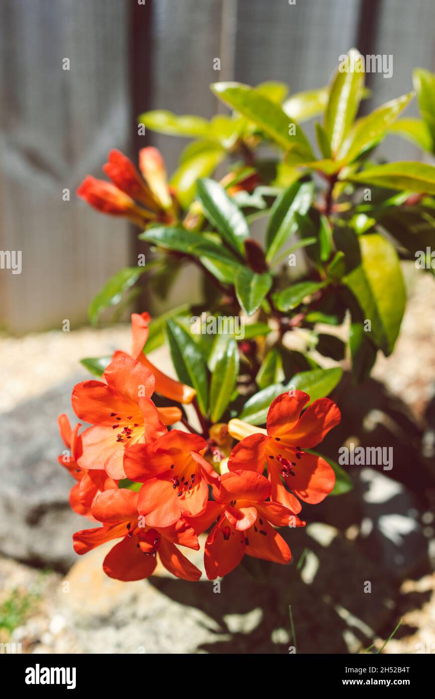 close-up of orange vireya rhododendron plant with coral flowers outdoor ...