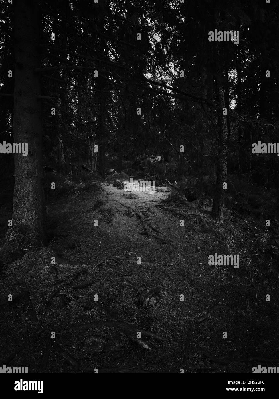 Light and dark forest hi-res stock photography and images - Alamy