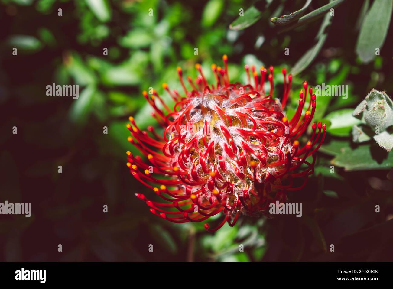native Australian protea plant with red flower outdoor in beautiful ...