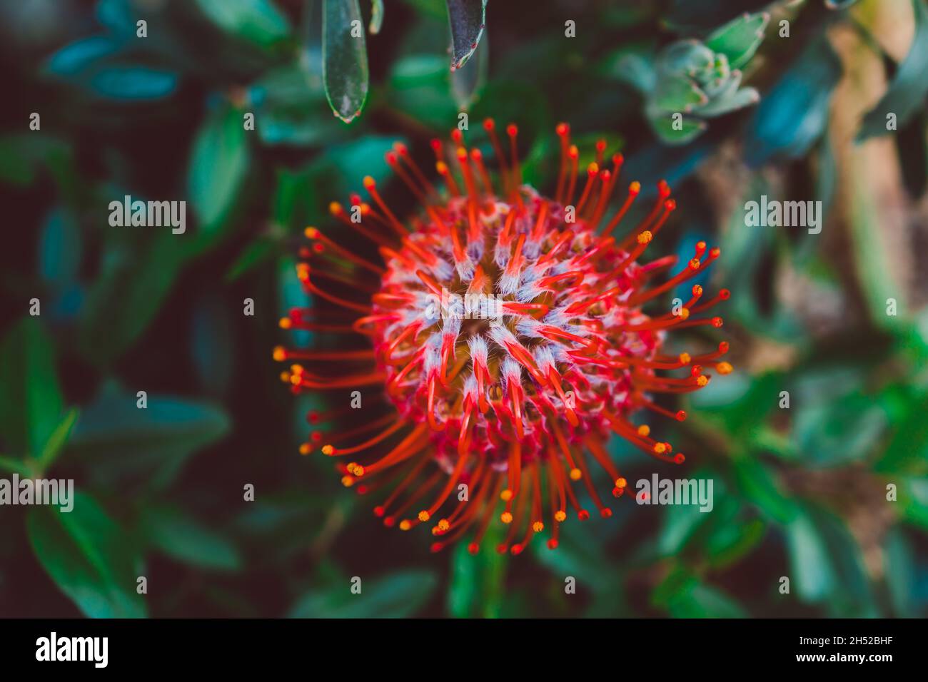 native Australian protea plant with red flower outdoor in beautiful ...