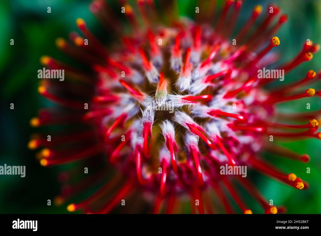 native Australian protea plant with red flower outdoor in beautiful ...