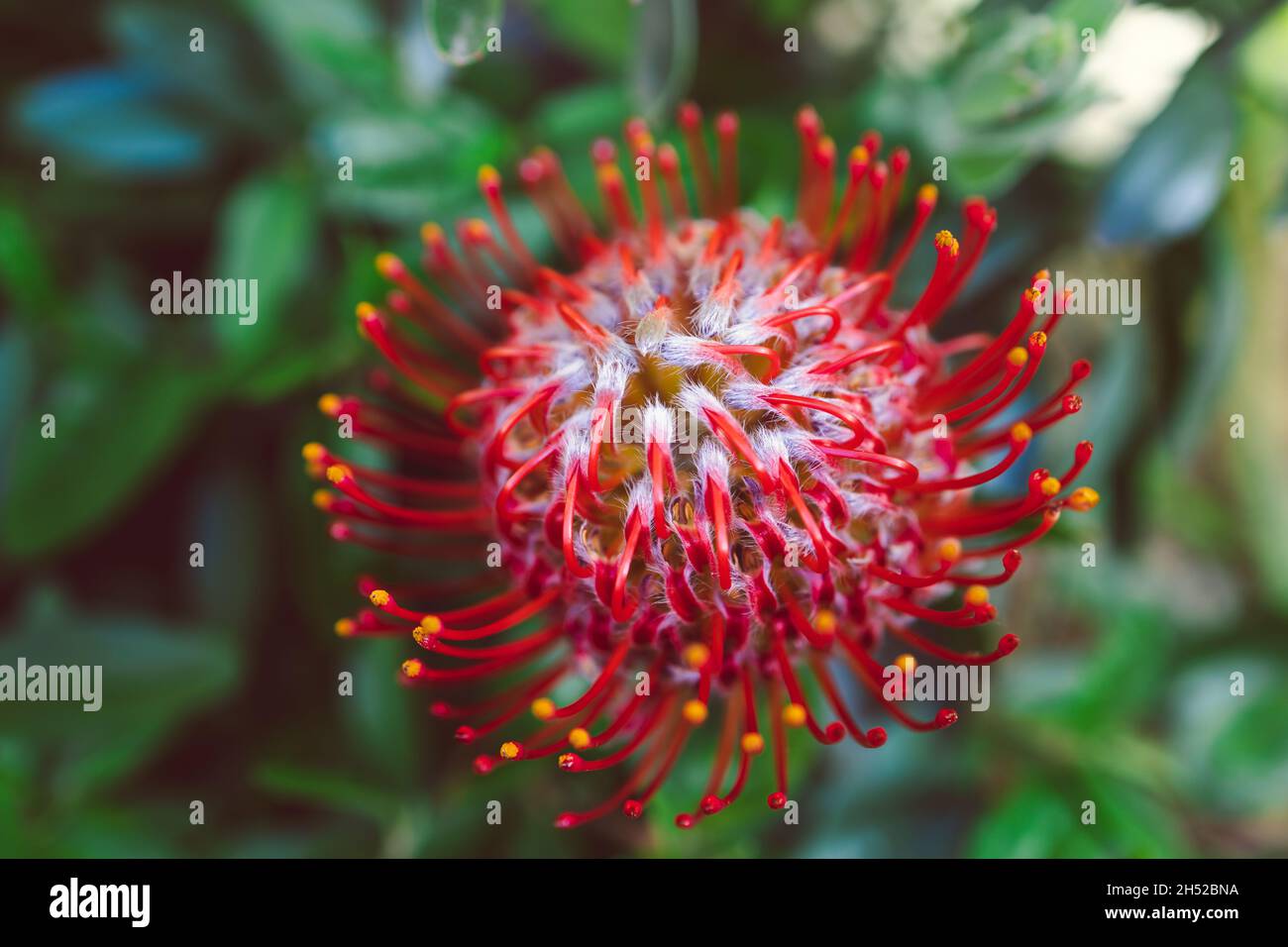 native Australian protea plant with red flower outdoor in beautiful ...