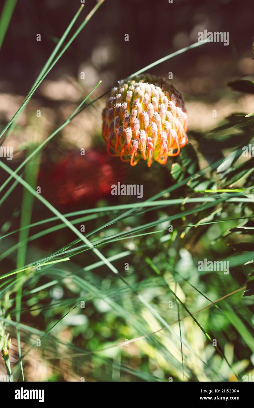 native Australian protea plant with red flower outdoor in beautiful ...