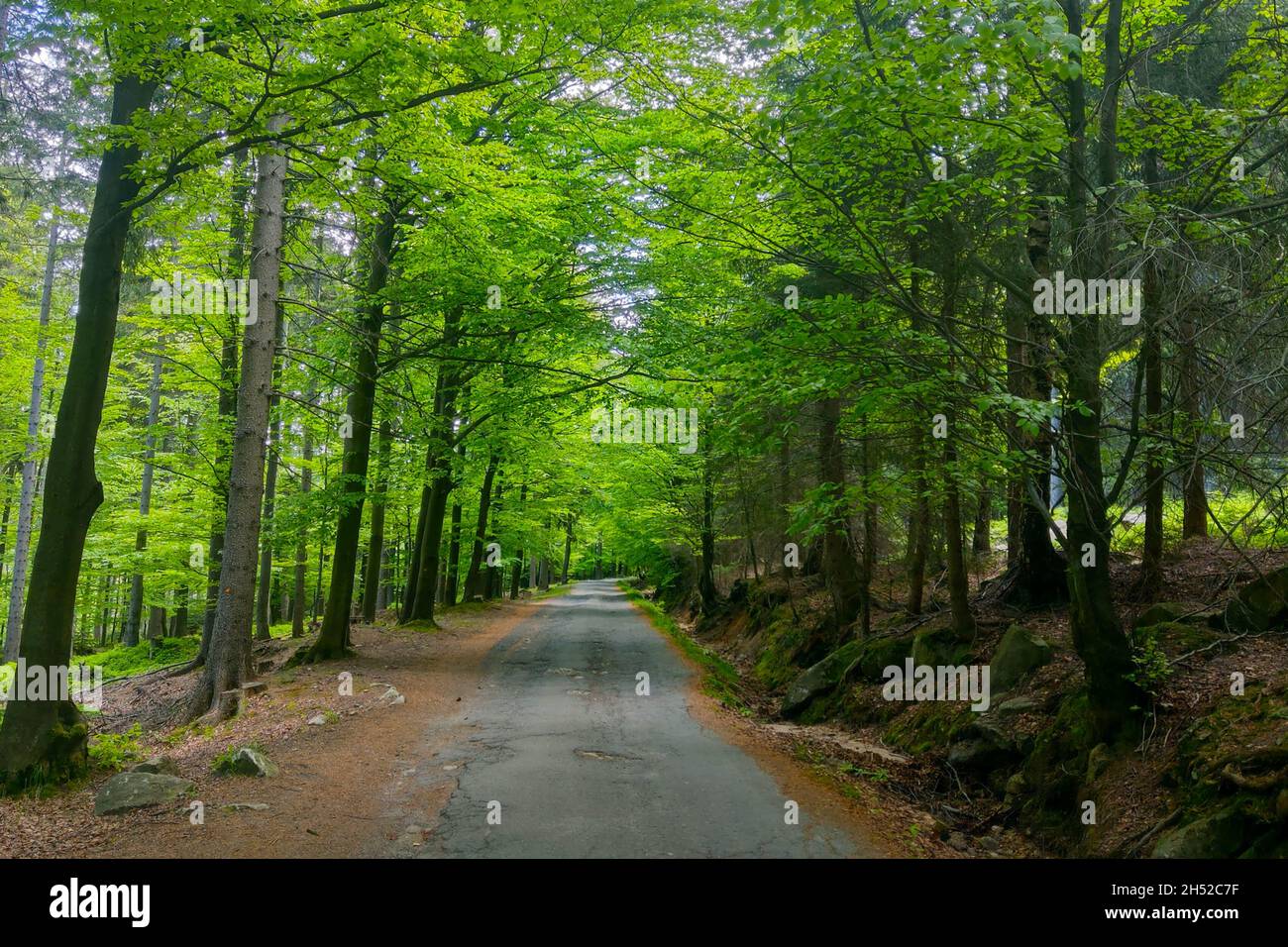 Beautiful picturesque green expensive in the forest for walks Stock ...