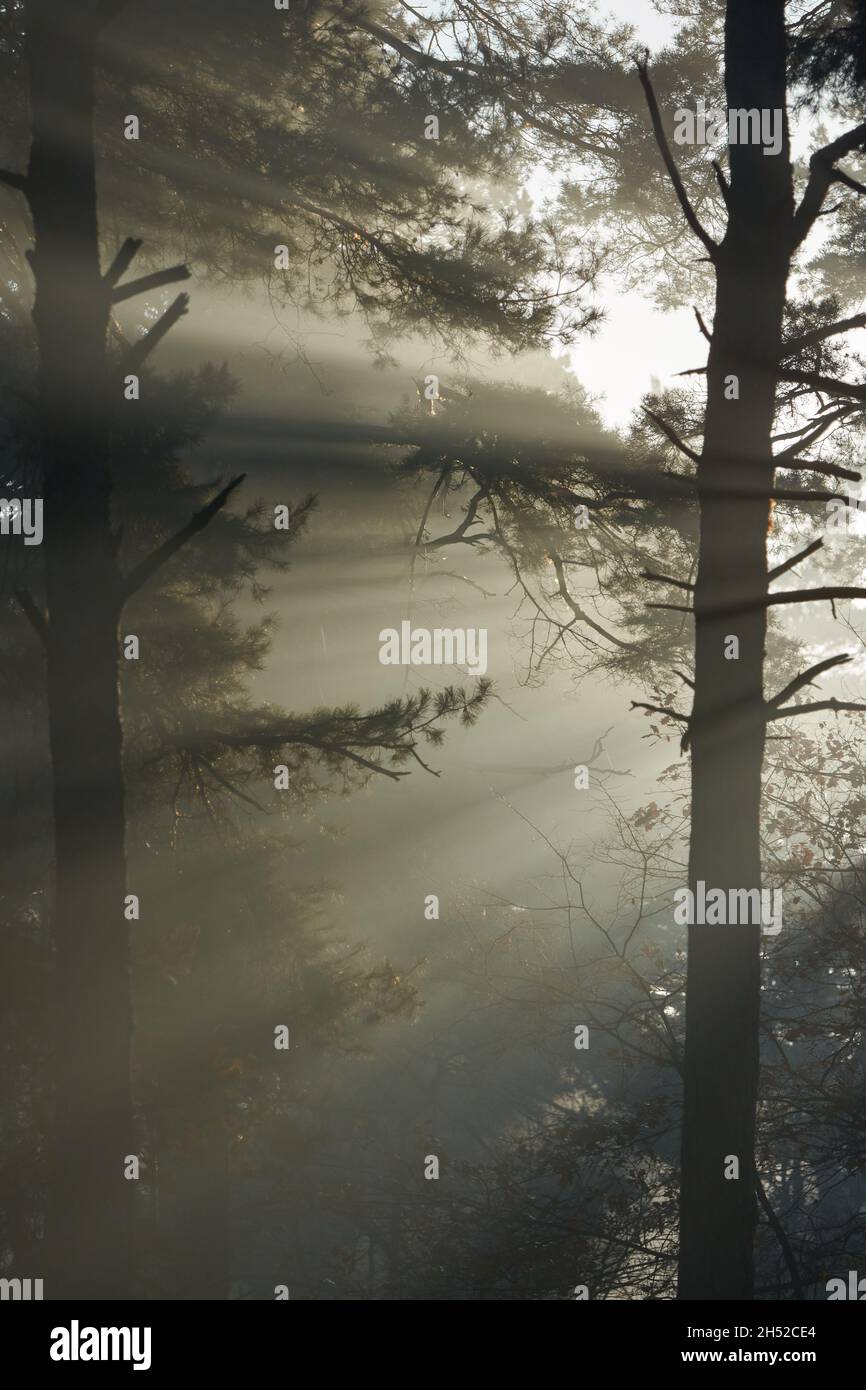 Sunlight rays going through trees and mist in morning forest Stock ...
