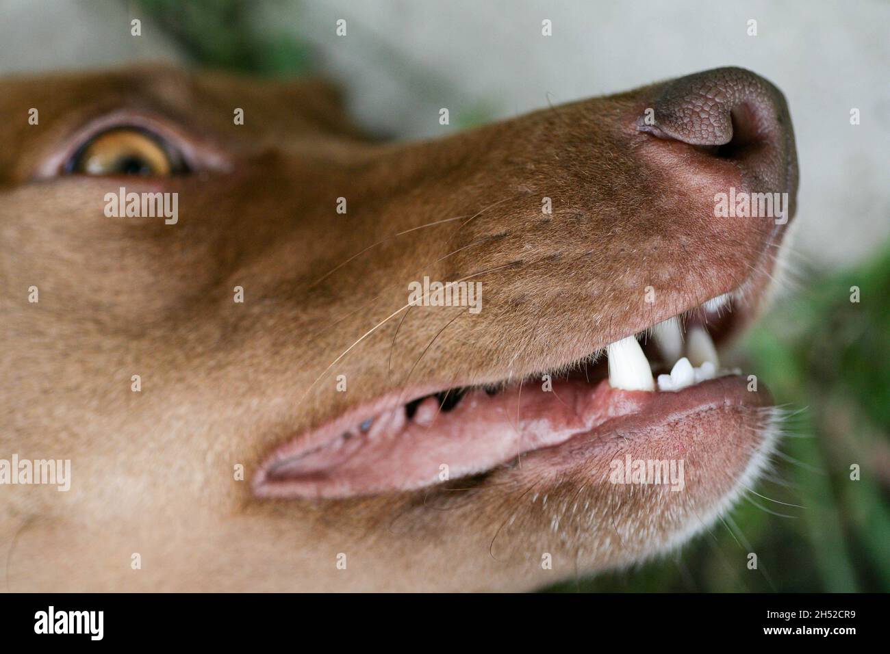 The mouth of a dog with sharp white teeth. Dog open mouth close-up. Dog ...