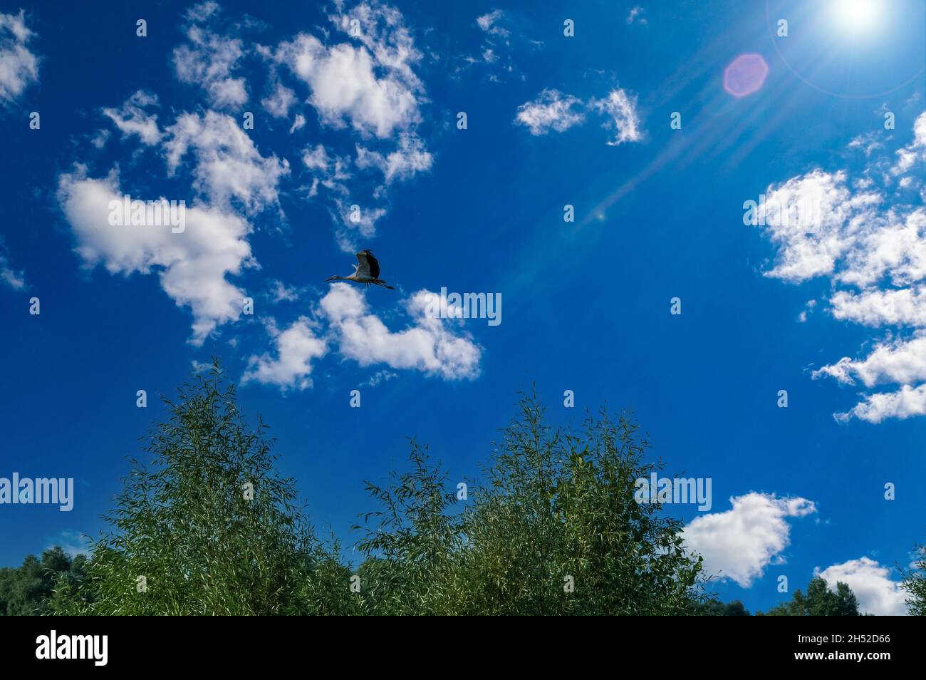 Bird stork in flight against the blue sky. Migratory birds. Bird stork ...