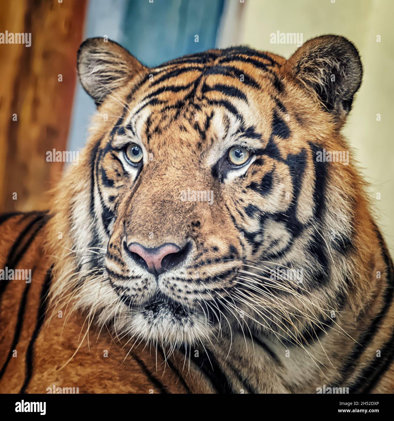 Angry Tiger Side Face