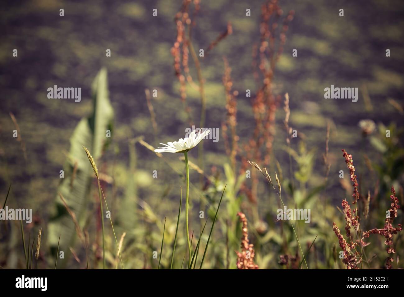 Wild daisy on blurred yellow background with red sorrel and a ditch ...