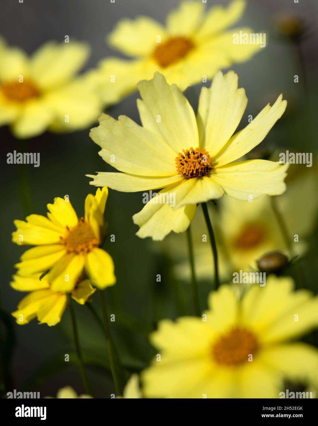 Coreopsis verticillata moonbeam hi-res stock photography and images - Alamy