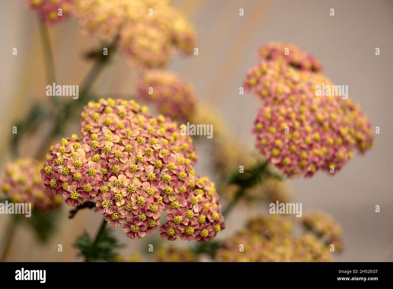 Achillea millefolium orange hi-res stock photography and images - Alamy