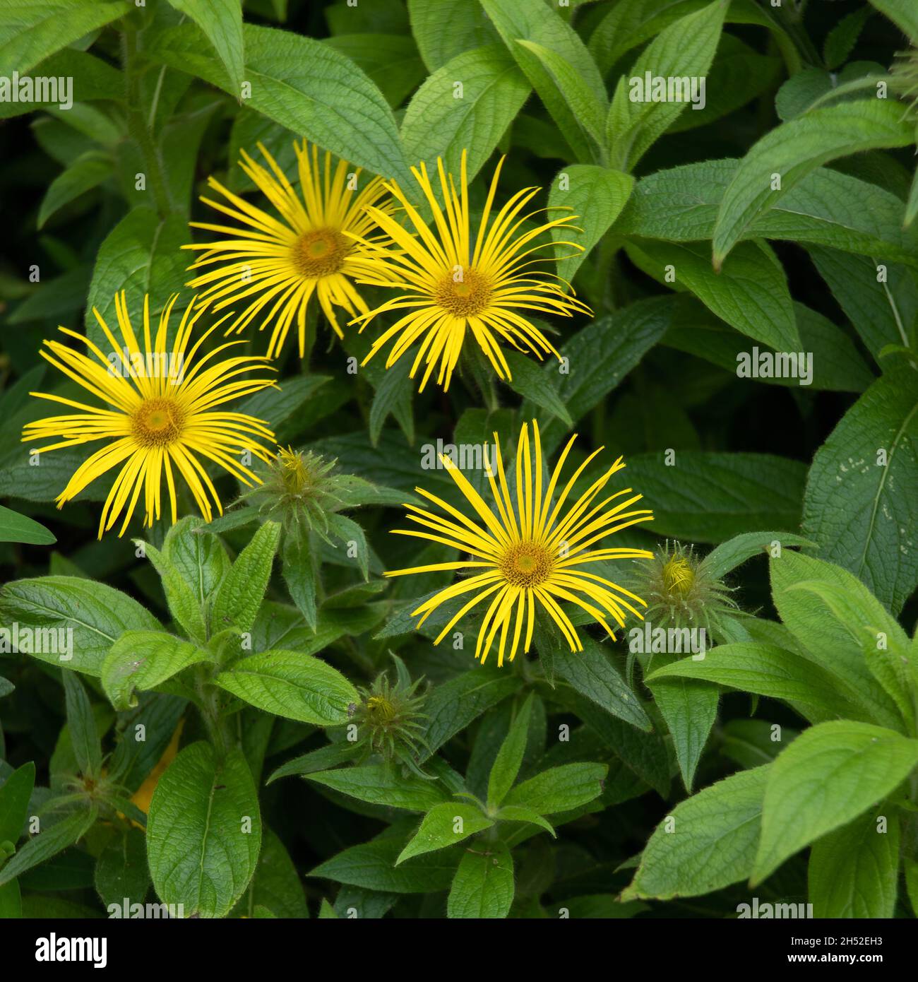 Closeup of flowers of Inula hookeri in a garden in summer Stock Photo ...