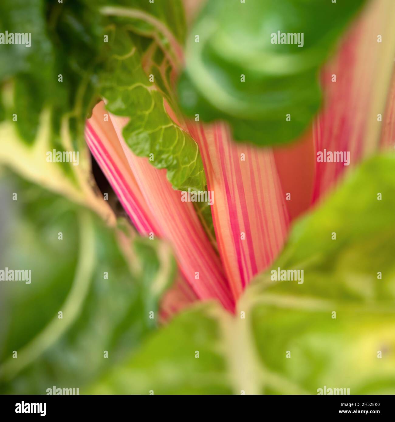 Closeup of colourful stalks of Swiss Chard 'Peppermint' growing in a ...