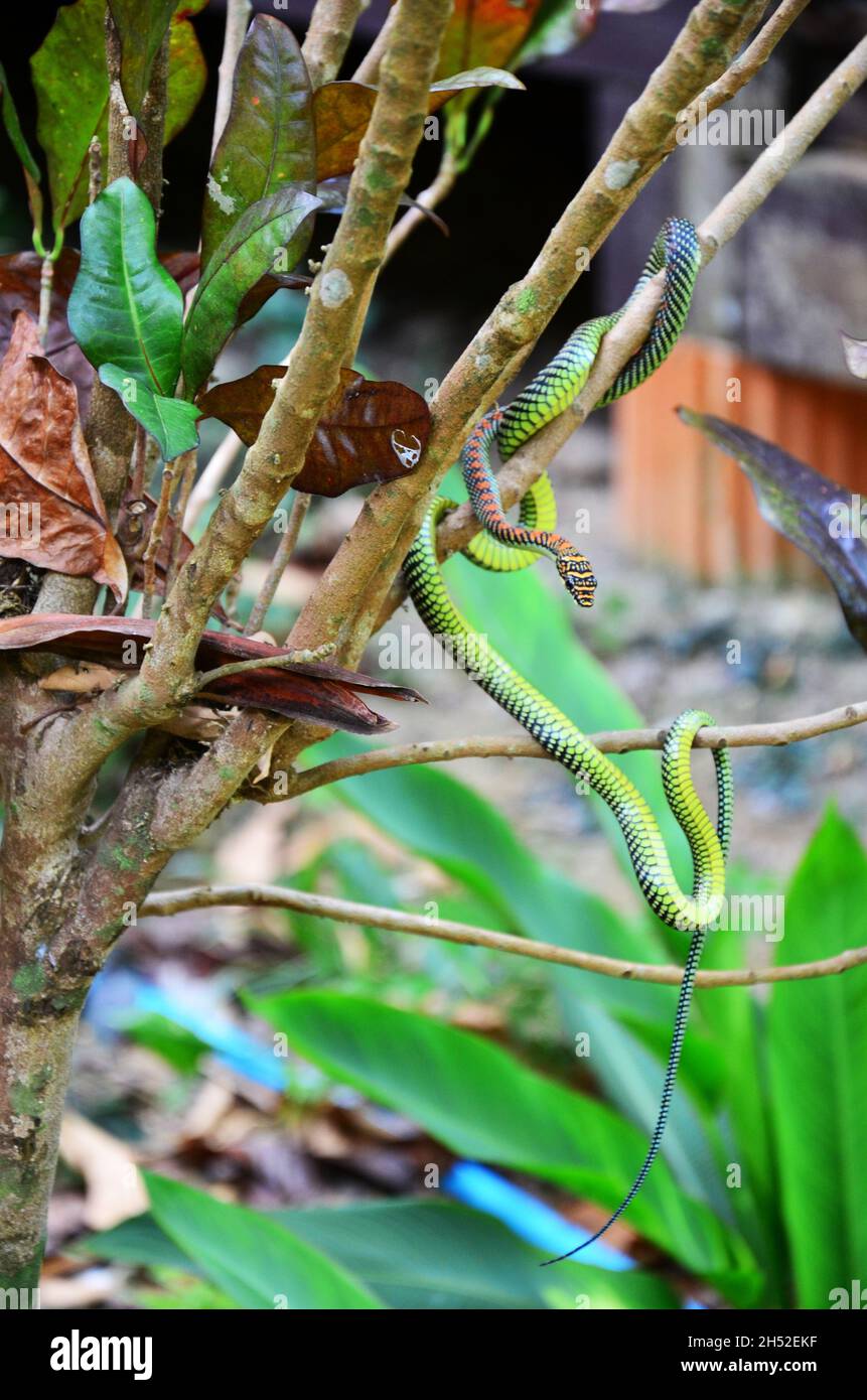 Barred tree snake slither on branch plant tree in garden outdoor of ...