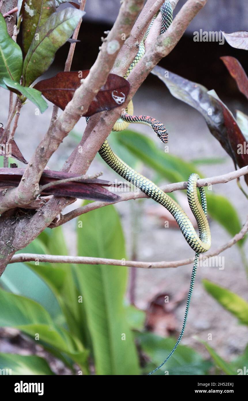 Barred tree snake slither on branch plant tree in garden outdoor of ...
