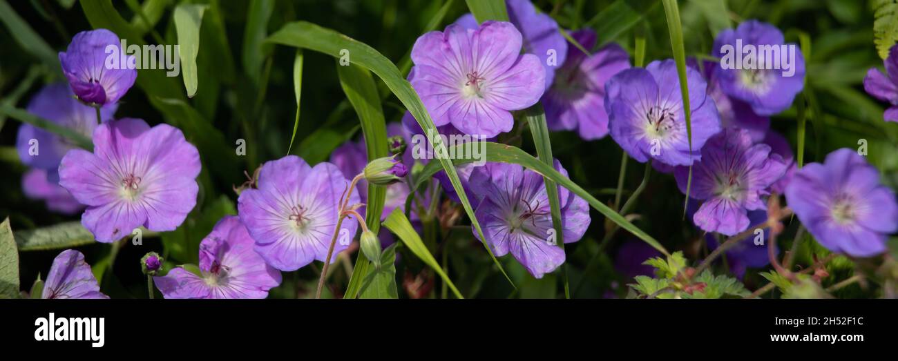 Flowers of Geranium Rozanne in a garden in panorama format Stock Photo ...