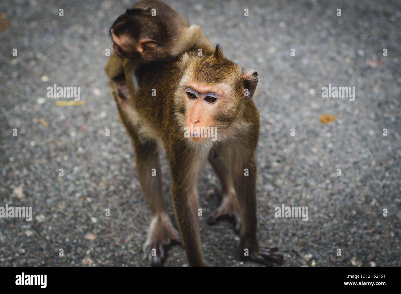 Mom Monkey carry her baby on her back cross the street Stock Photo - Alamy