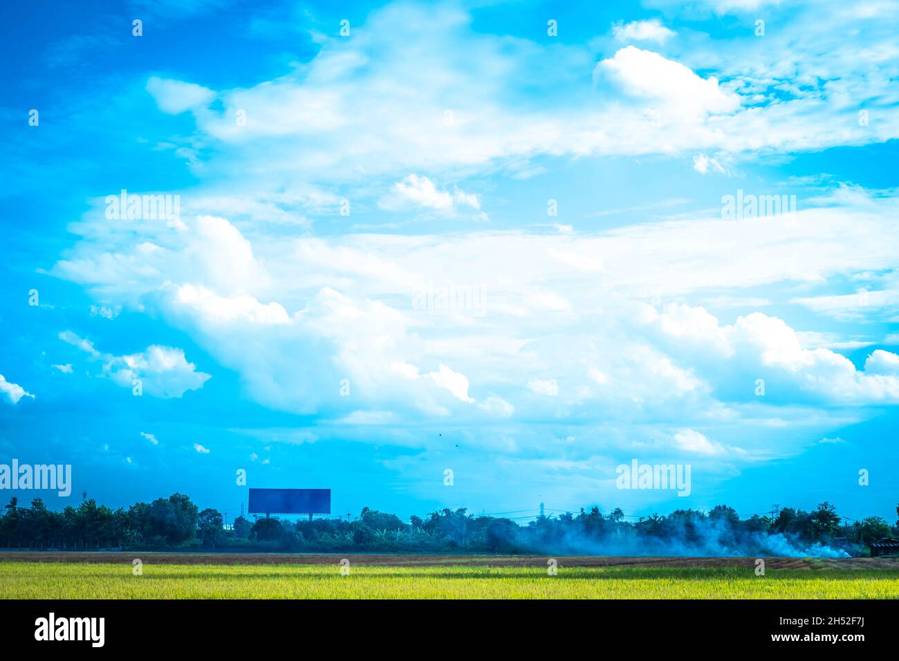 Green rice field. Environment Nature Plant Spring Summer. Rural scene ...