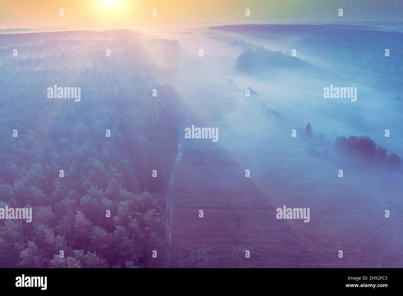 Early misty morning. Sunrise over pinewood and meadow. The countryside ...
