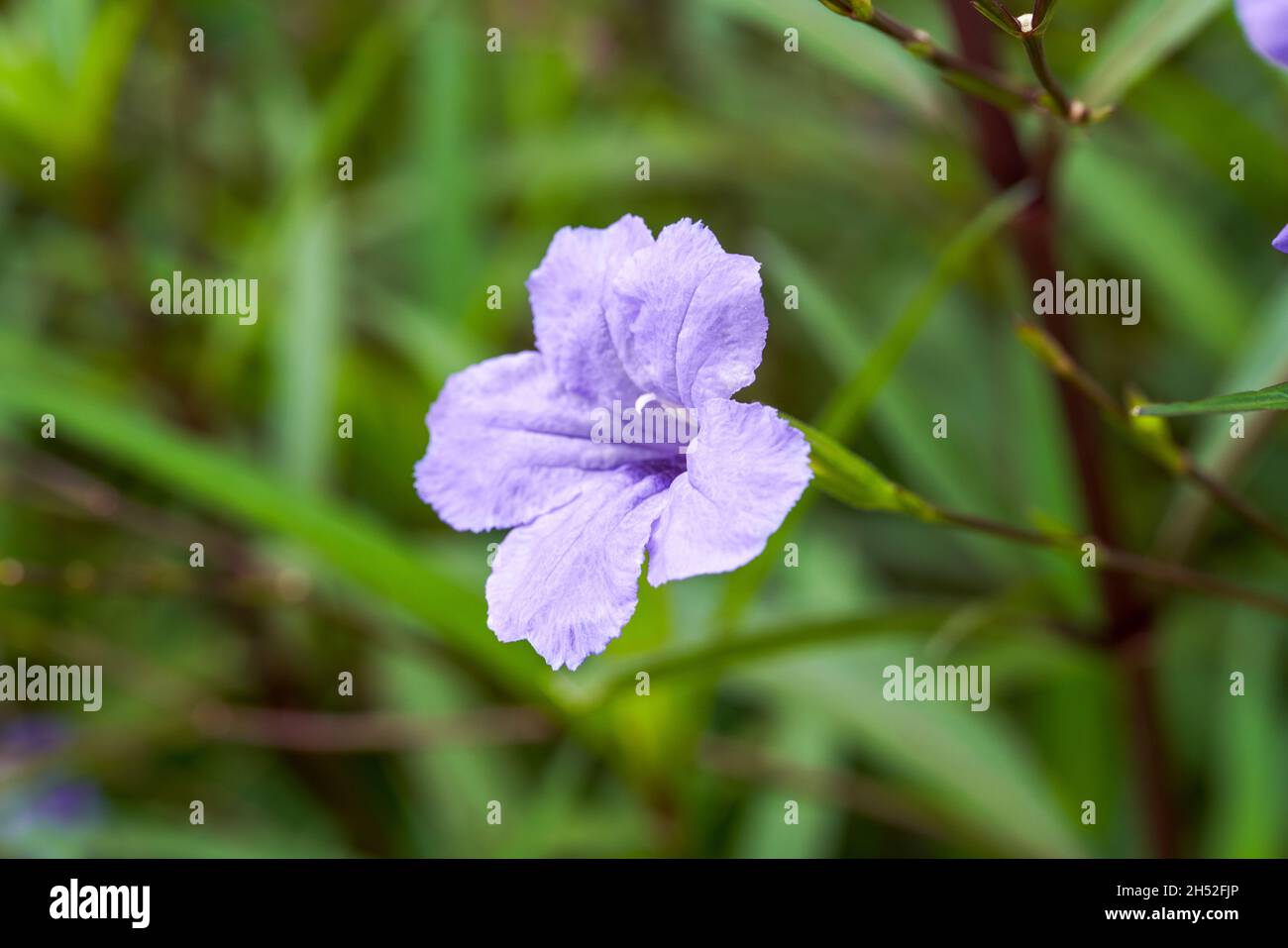 Close-up of a blooming purple daffodil Stock Photo - Alamy