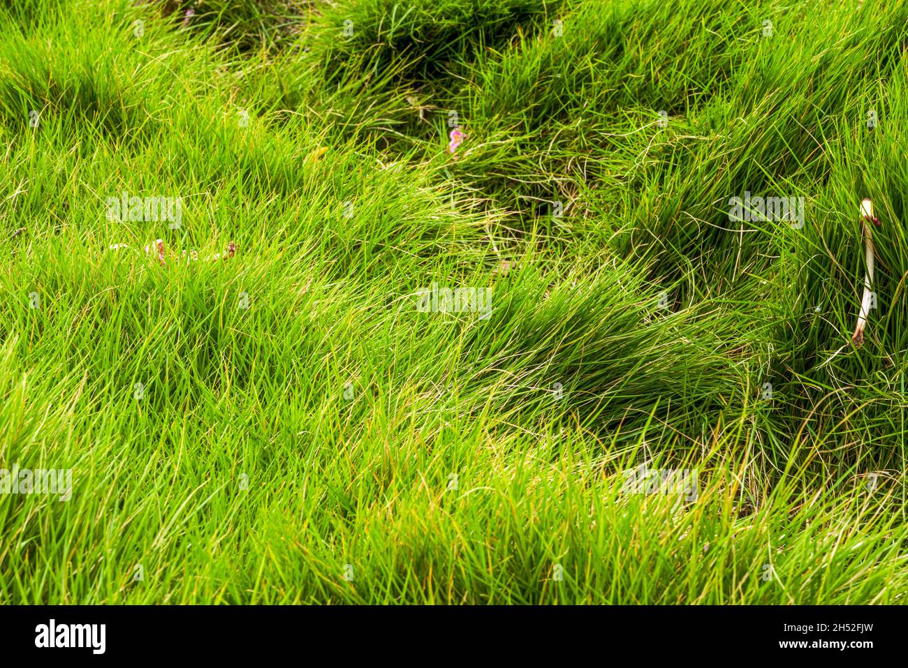 Rolling grass close-up and flowers in the park Stock Photo - Alamy