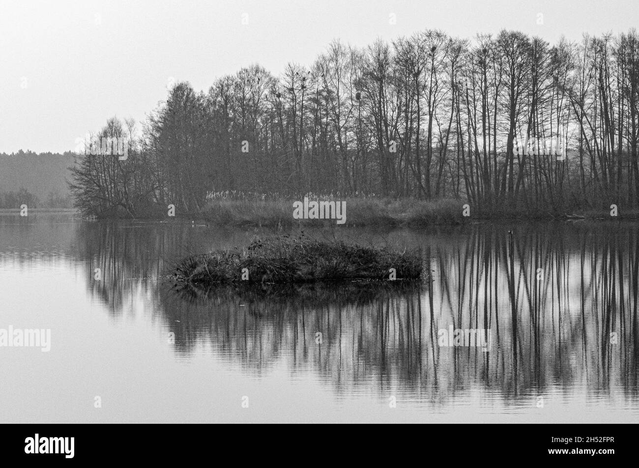 Grayscale shot of a lake reflecting plants on the bay on a gloomy bay ...