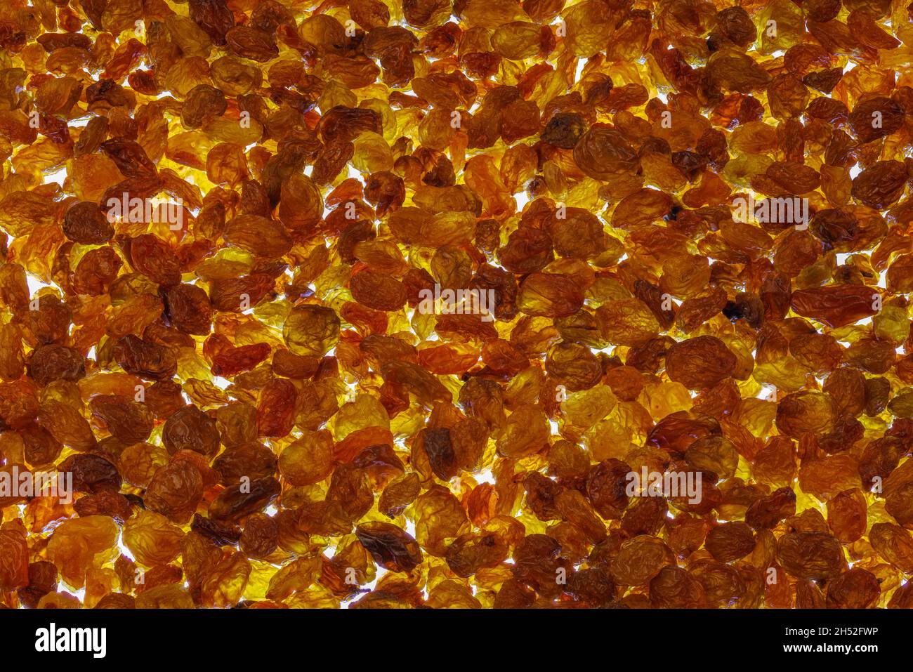 full frame background of yellow and brown raisins pile backlit from ...