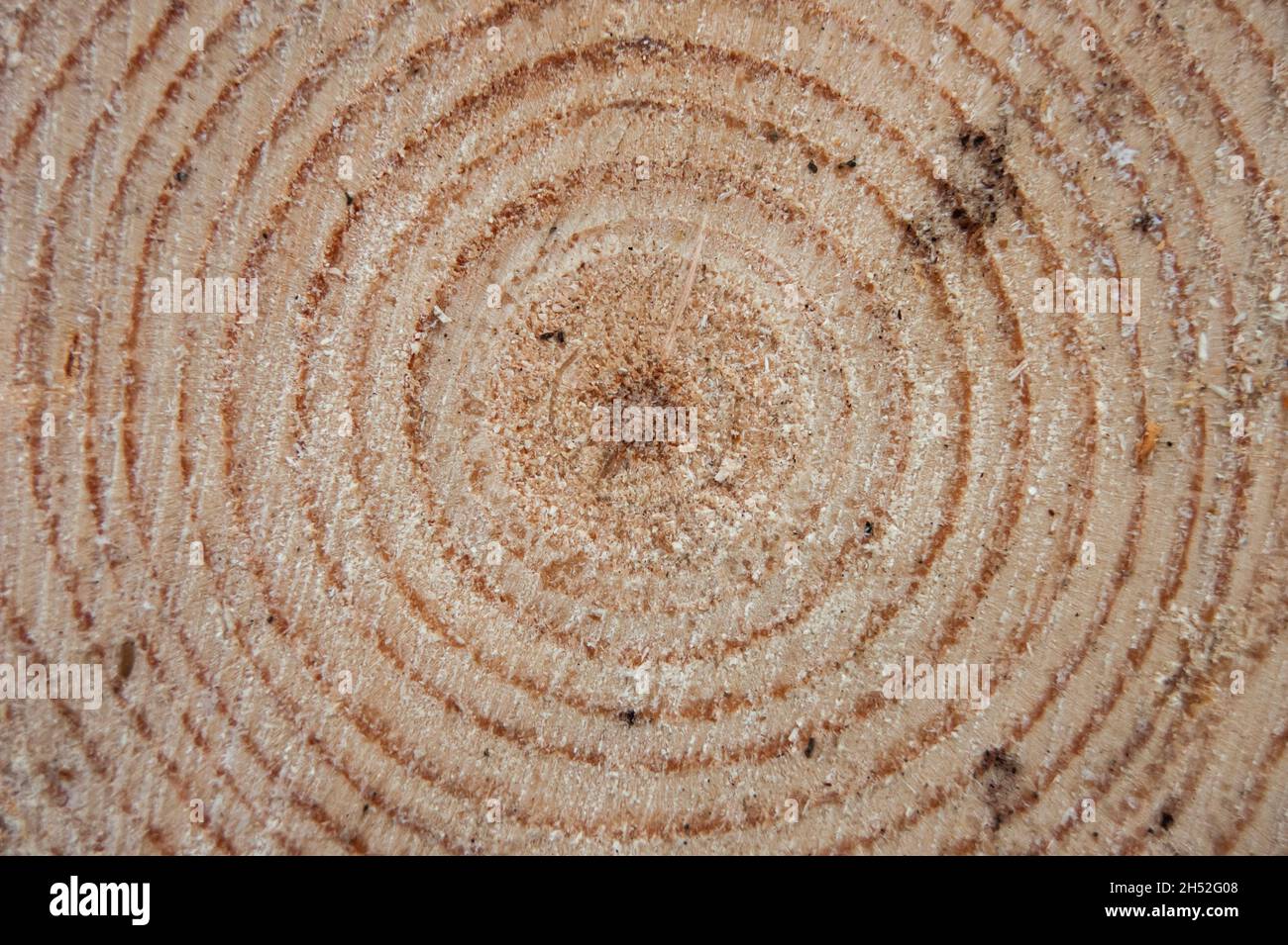 A cross-section of the tree trunk showing the growth rings. Natural ...