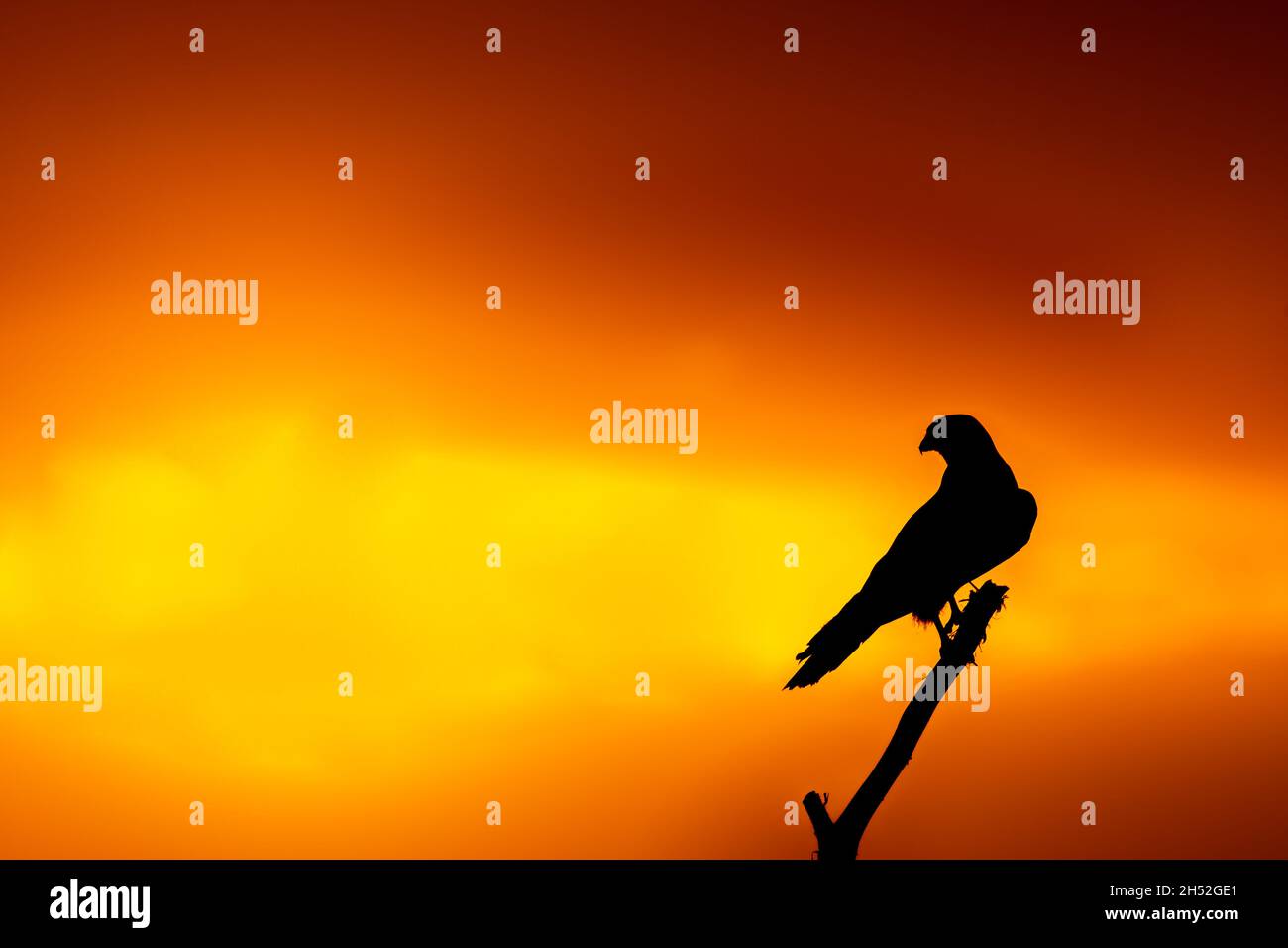 bird silhouette sunset. falcon bird sitting on branch during golden ...