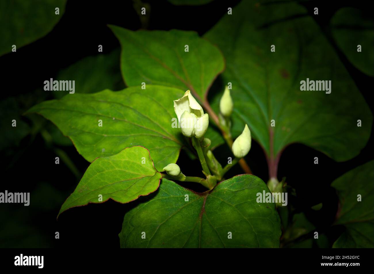 Budding Cordata Flower Stock Photo - Alamy