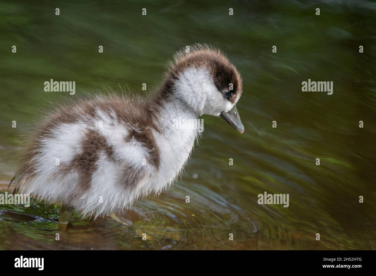 Wandering goose hi-res stock photography and images - Alamy